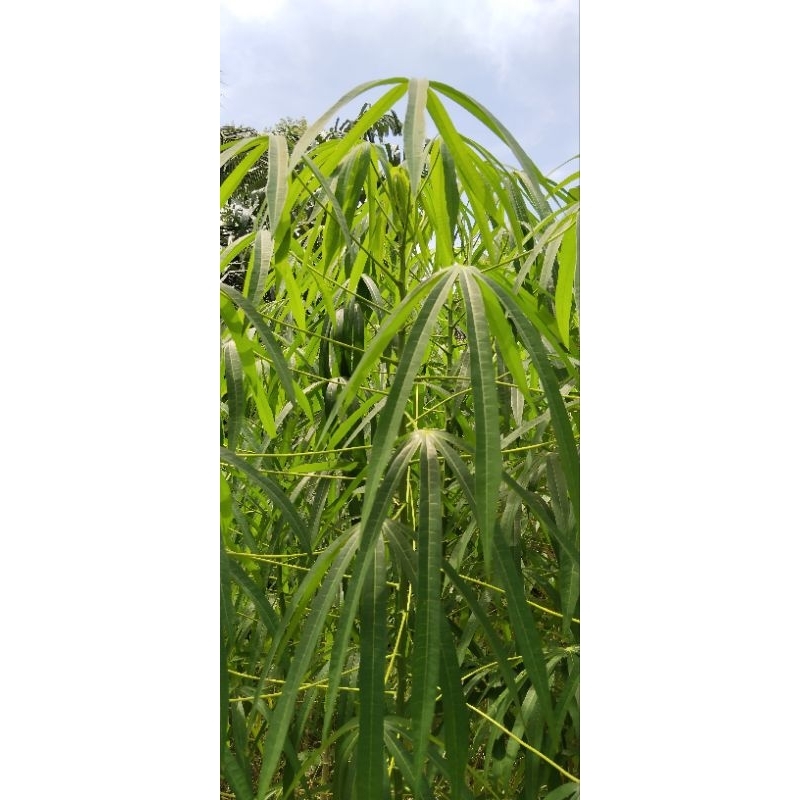 Pokok Ubi Sayur, atau ubi pulut tangkai hijau, 1 set 6 btg rm5 | Shopee ...