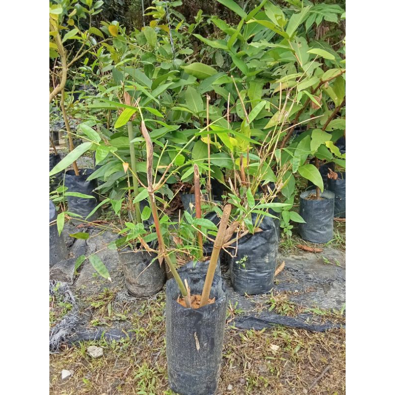 Pokok Buluh Betong / Buluh Pering | Shopee Malaysia