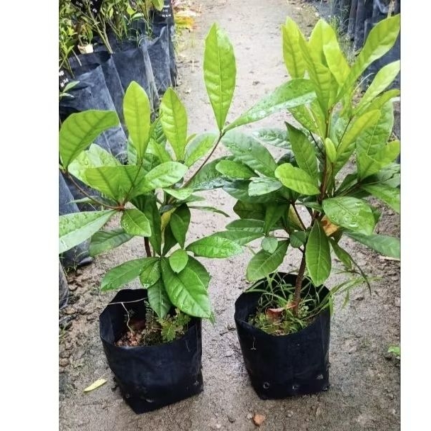 1 ANAK POKOK AJAIB (Synsepalum dulcificum) Pokok besar | Shopee Malaysia