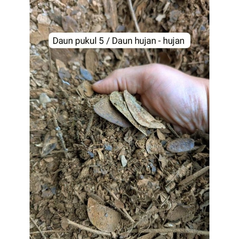 2kg Campuran Tanah Daun pukul 5 / pukul Lima / daun pokok hujan / media ...