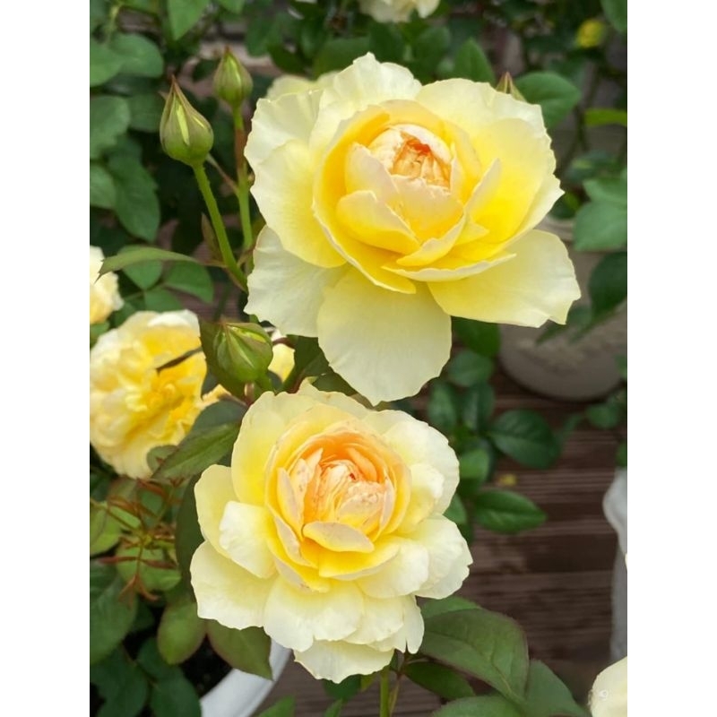 L Size Outdoor Live Plant Rose Flower 蜉蝣玫瑰 40 - 50cm Tempat Panas Hidup ...