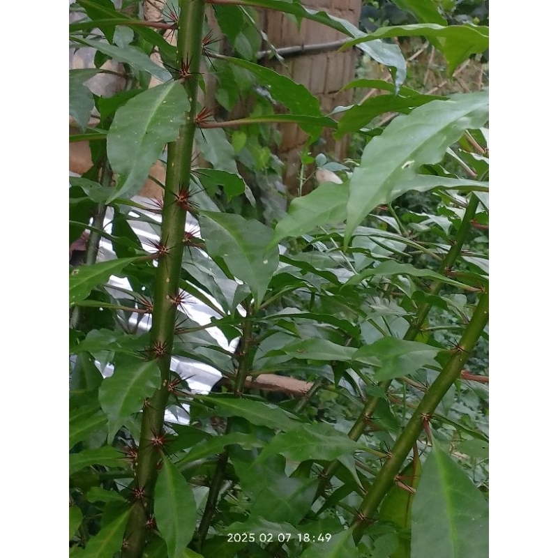 50 HELAI LEBIH DAUN POKOK DURI TUJUH | Shopee Malaysia