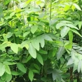 Benih Pucuk Manis Berakar [keratan Batang]Untuk Tanaman,Sayuran Mudah ...