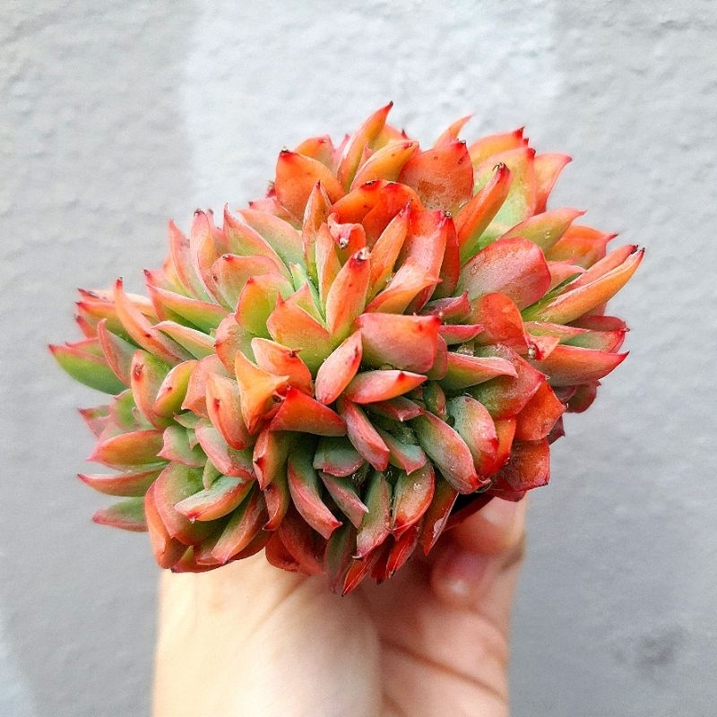 CACTULENT Echeveria Agavoides Giselle Crested: Succulent Live Plants | Shopee Malaysia