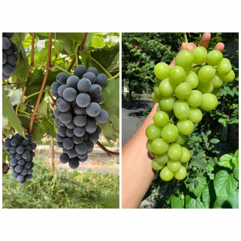 Grape Vine Tree/Pokok Anggur /葡萄树 | Shopee Malaysia