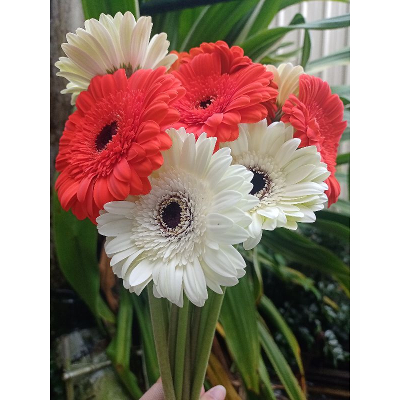 Fresh Gerbera/Daisy from farm of Cameron Highlands 非洲菊 Mix Orange + White (10 stems/bundle ...