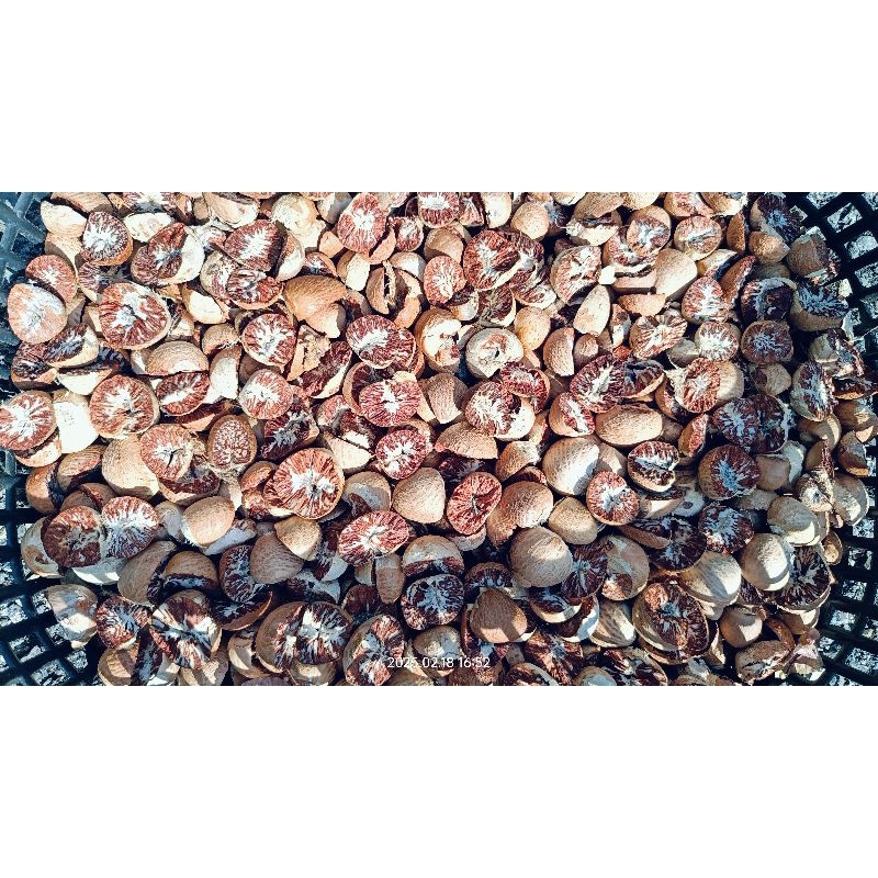 Pinang kering / Betel Nut 1kg - Buah Baru (New Stock!!!!) Cari saya di ...