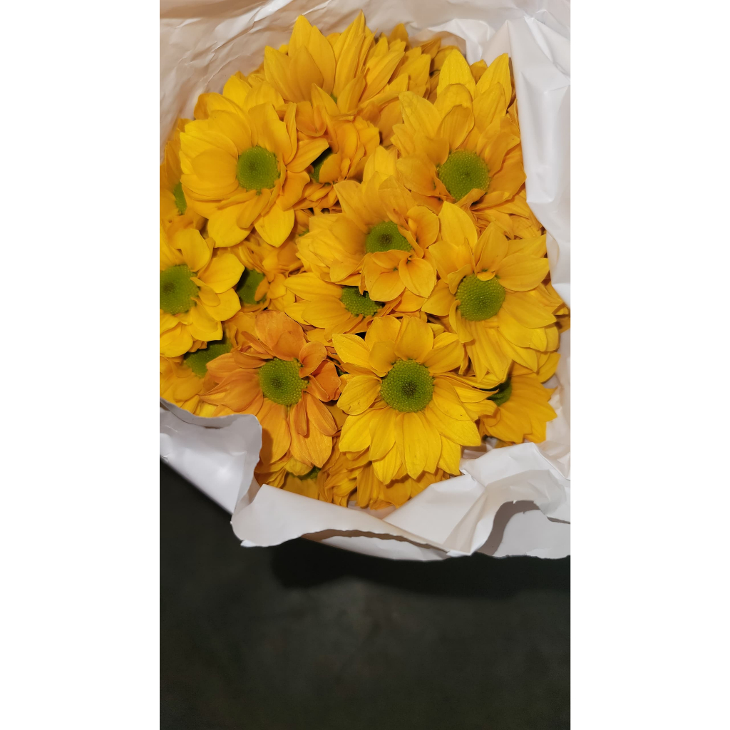 🌸[FreshFlower] Chrysanthemum(Button) @ Kekwa Button @ Button {Bunga ...
