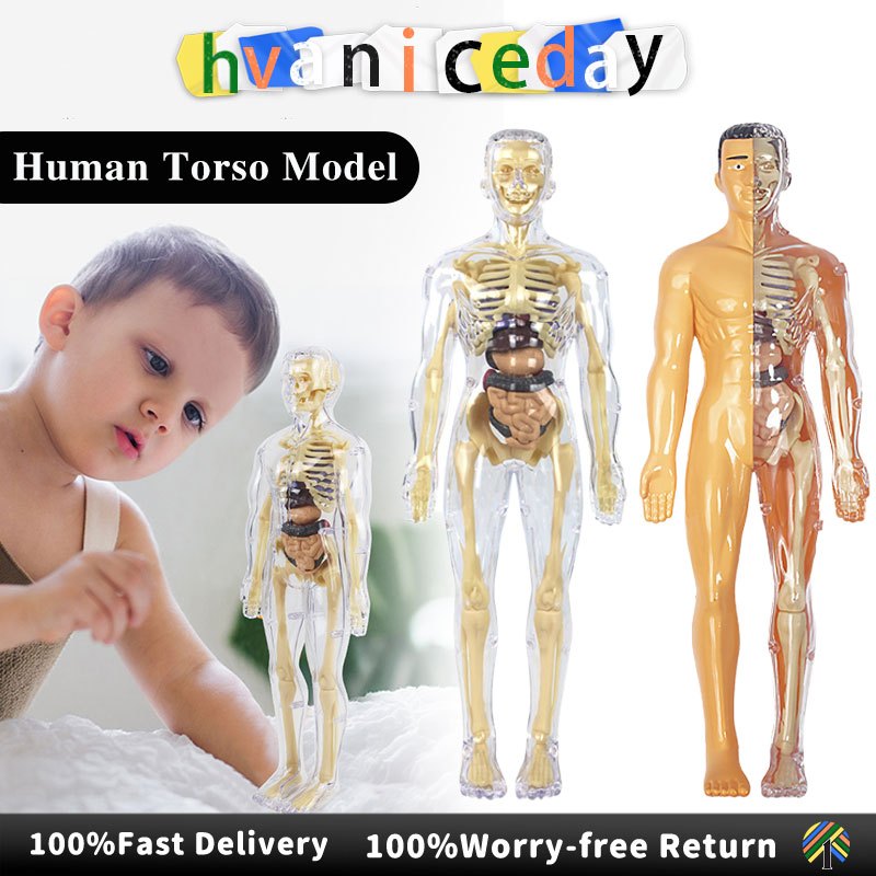 Human Body Torso Model 3D Human Body Anatomy Model Educational Learning ...