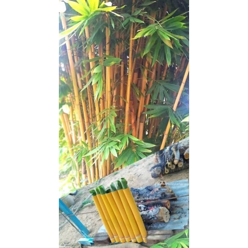 buluh lemang raja/ buluh lemang kuning siap potong | Shopee Malaysia