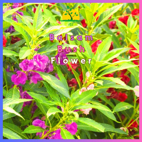 Biji Benih Balsam Bush Mix Flower / Bunga Keembung Mix Colour ( 50 ...