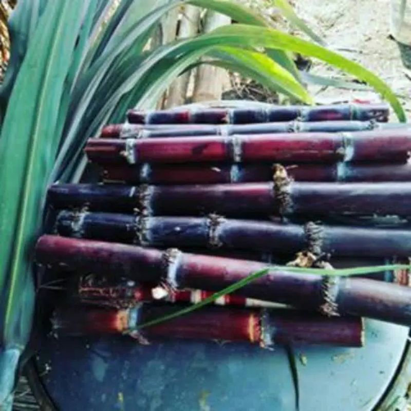Tebu Hitam Ubat Tradisional(20Batang) | Shopee Malaysia