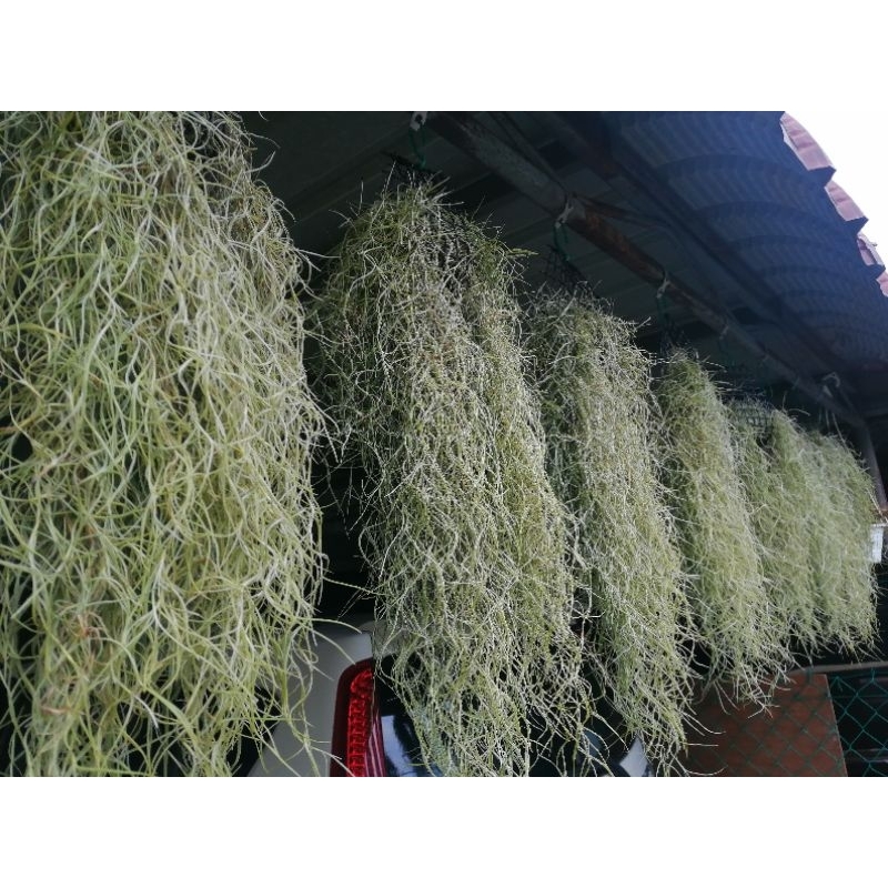 Janggut adam/air plant/Spanish moss | Shopee Malaysia