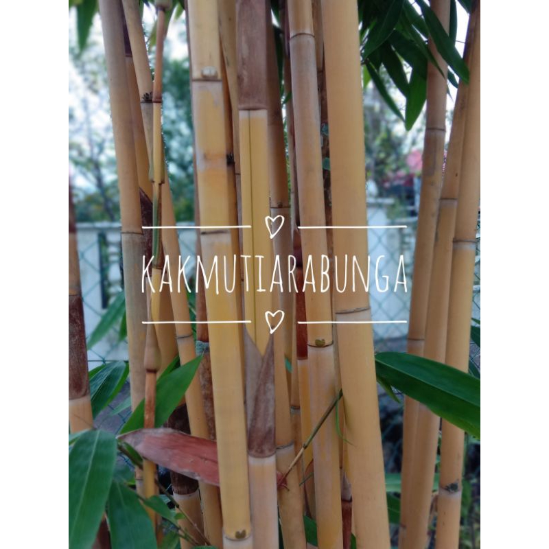 [Ready Stock] Pokok Buluh Kuning / Sacred Bali Bamboo Lemon Yellow with ...