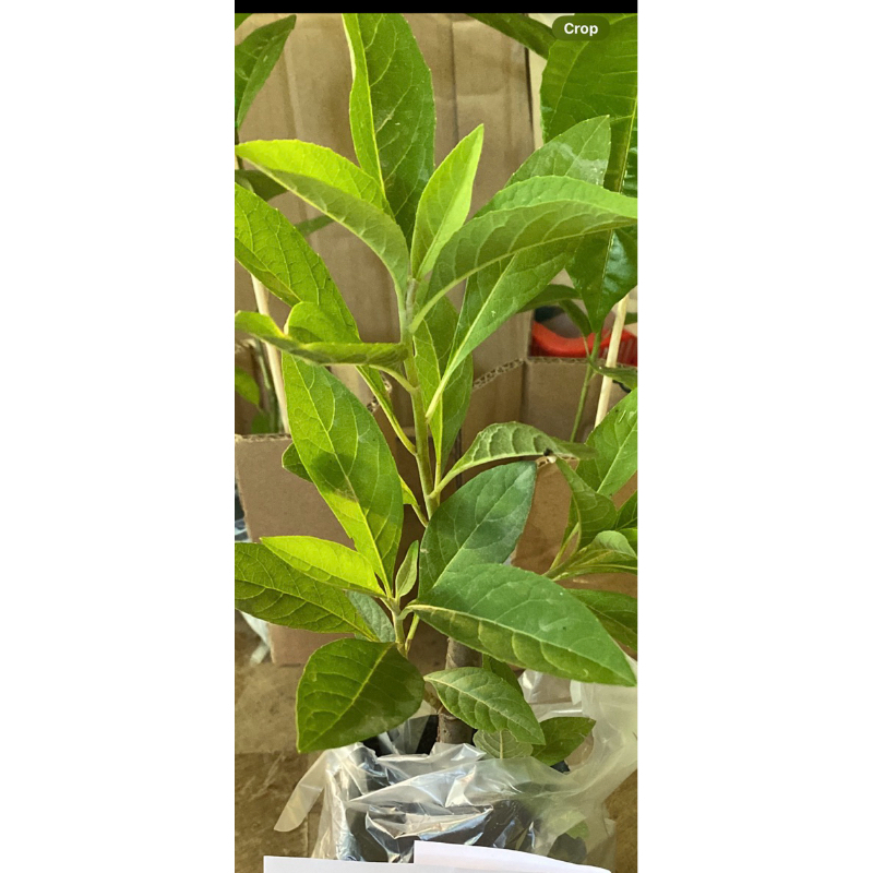 50 HELAI DAUN POKOK BISMILLAH / KETUM CINA | Shopee Malaysia