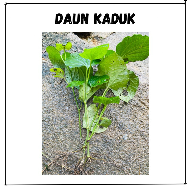 Anak Pokok Kaduk Daun kaduk | Shopee Malaysia