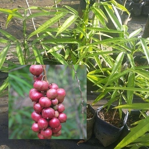 Anak Pokok Ceri Terengganu | Shopee Malaysia