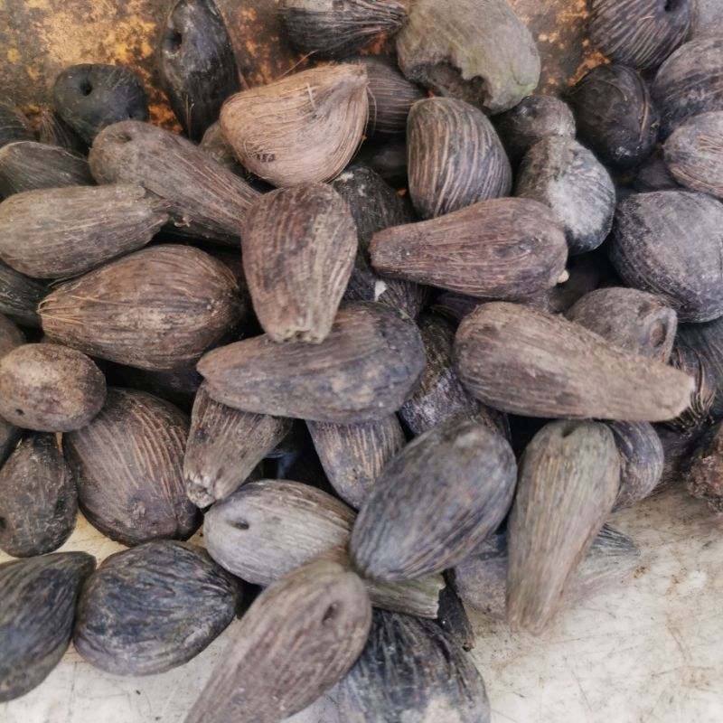 biji kernel kelapa sawit 300g | Shopee Malaysia