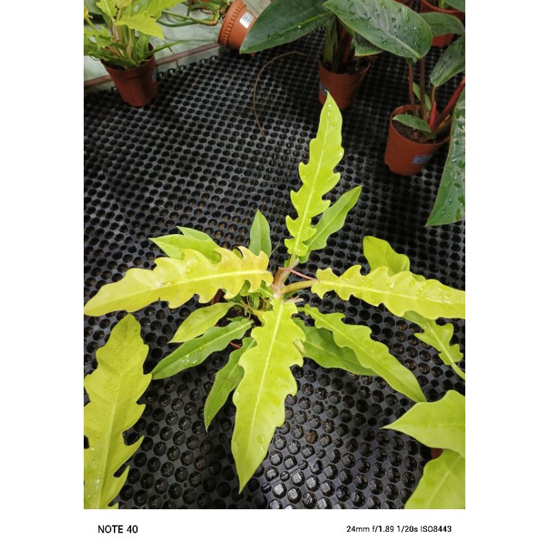 🌻INDOOR PLANT🌻PHILO GOLDEN CROCODILE | Shopee Malaysia