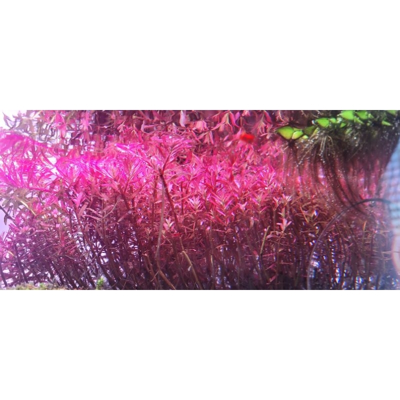 ROTALA ROTUNDIFOLIA RED POKOK MERAH AQUARIUM 红宫廷 | Shopee Malaysia