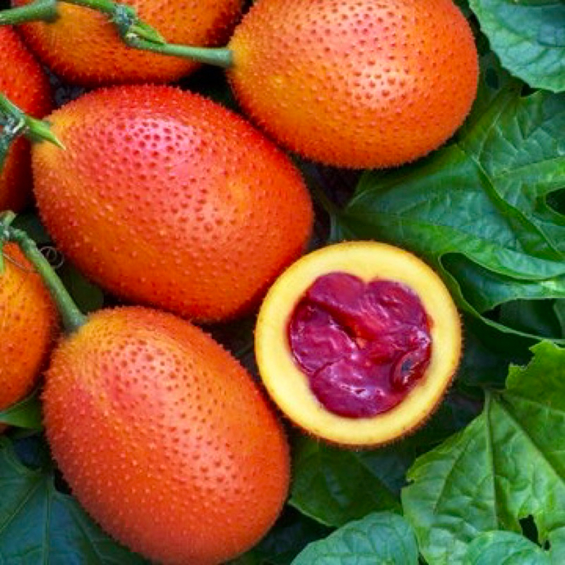 🔥RARE🔥 GAC FRUIT TREE / Pokok Buah Gac / Red Melon / Baby Jackfruit ...