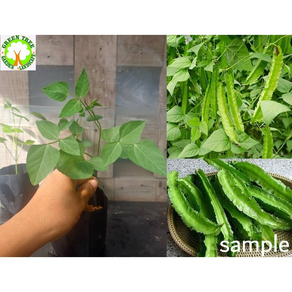 Fruit Tree/Vegetable plant - F1 Anak Pokok Winged Bean 四棱豆树苗 | Shopee ...
