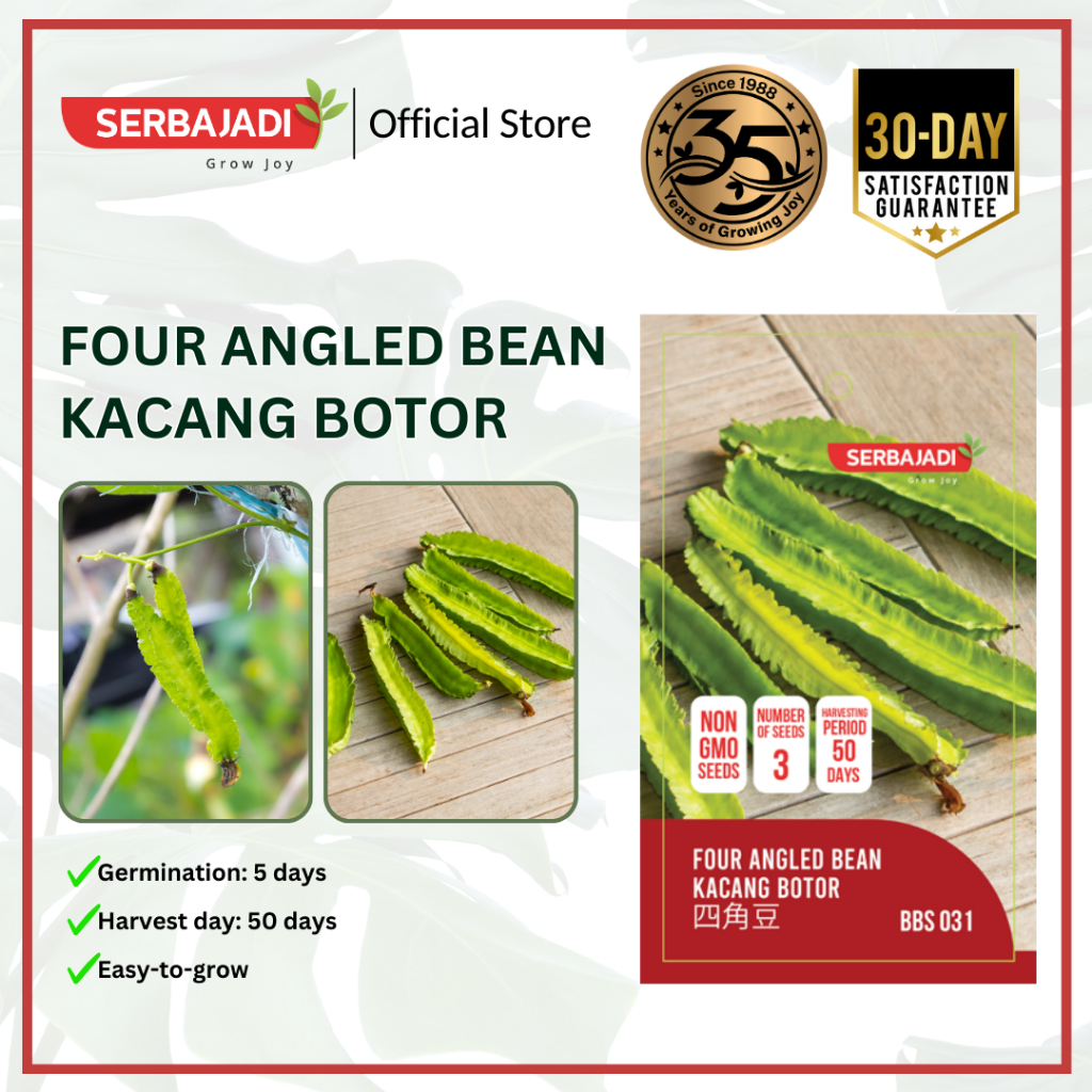 Serbajadi Vegetable Seed Four Angled Bean | Creeping Planting ...