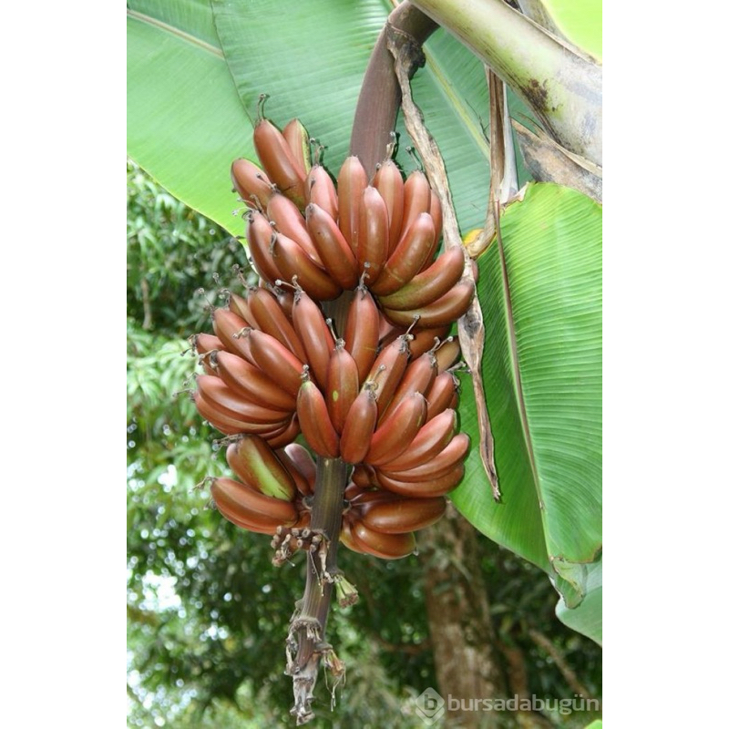 Bibit pokok pisang Merah (raja udang merah) | Shopee Malaysia