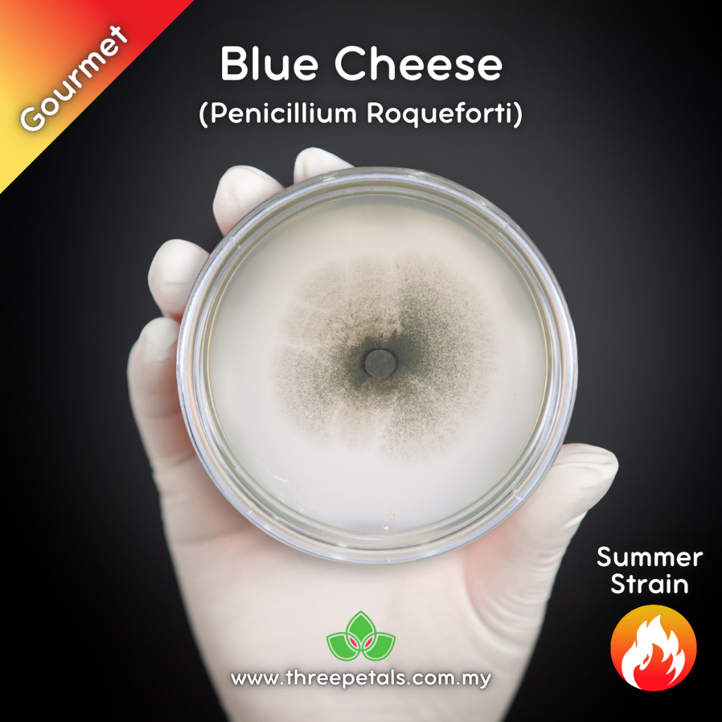 Blue Cheese Mold (Penicillium Roqueforti) Live Mycelium Mushroom ...