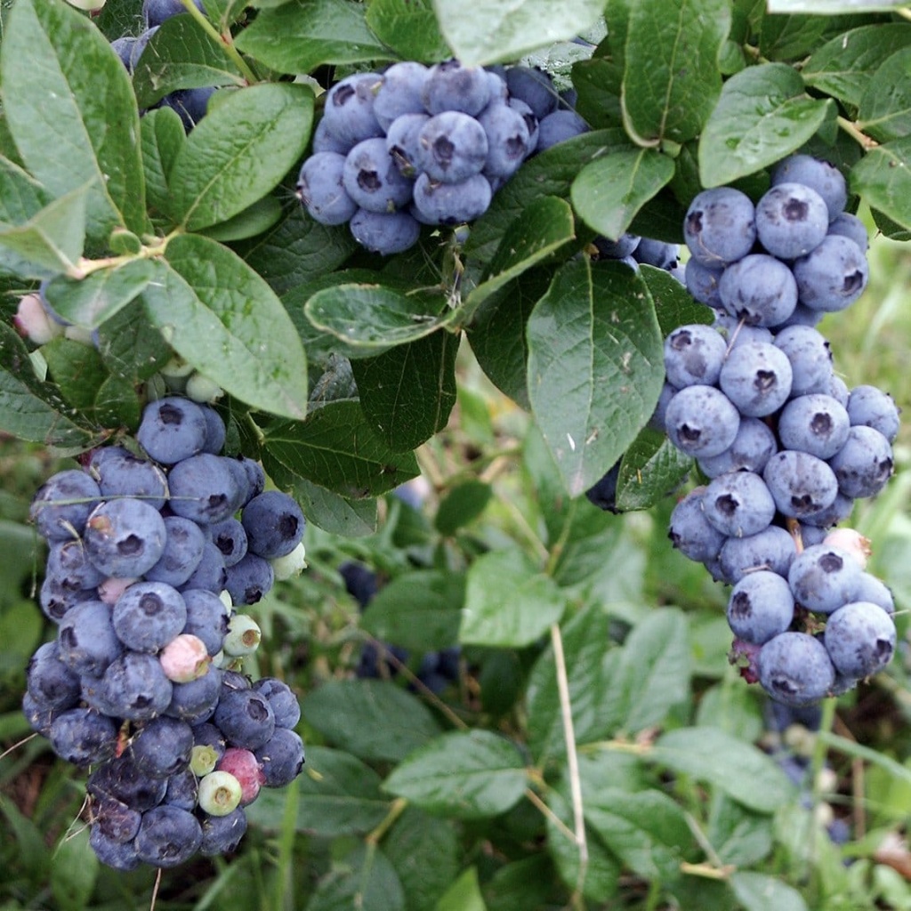 Pokok Blueberry Sunshine Blue | Shopee Malaysia