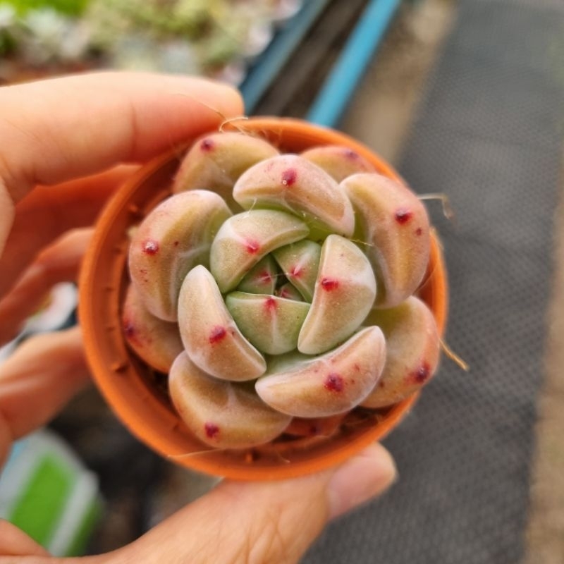 Pokok hidup sukulen 5cm Live succulent plant echeveria orange champagne ...