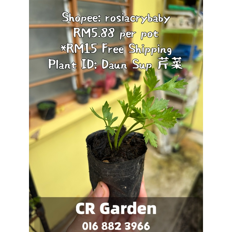 Parsley / Daun Sup Live Plant 1 Pot 芹菜一盆 | Shopee Malaysia