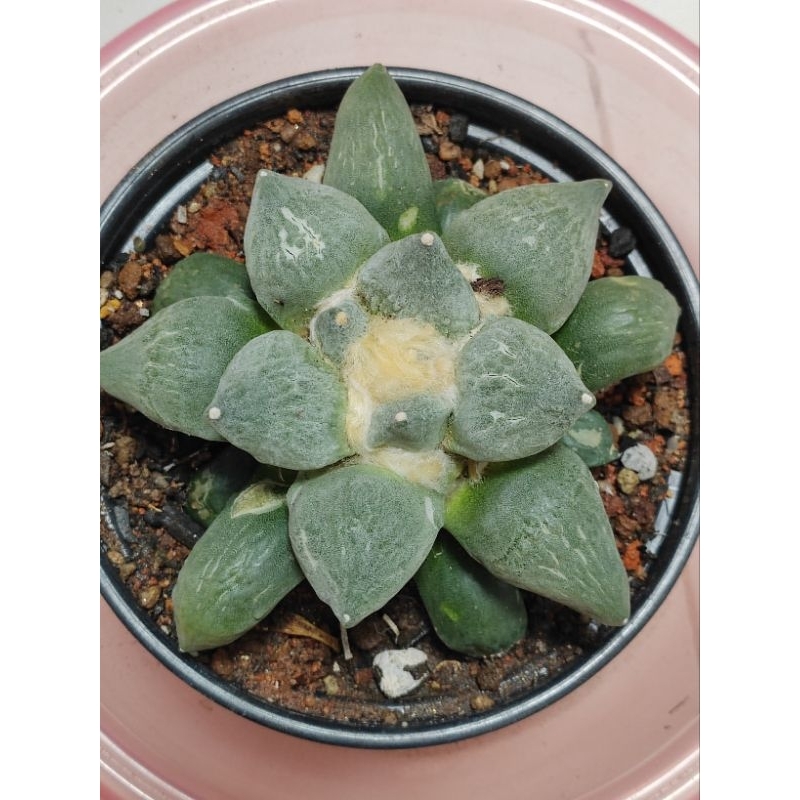 13.5CM Seedling Big Ariocarpus Retusus hybrid 多肉植物-超美实生大岩牡丹杂 | Shopee ...