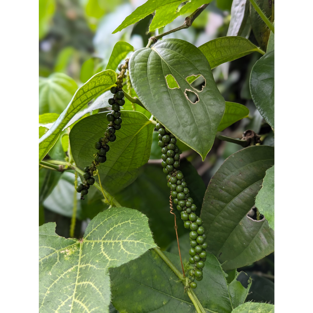 Lada Hitam Muda & Segar untuk Ulam (8 tangkai) | Shopee Malaysia