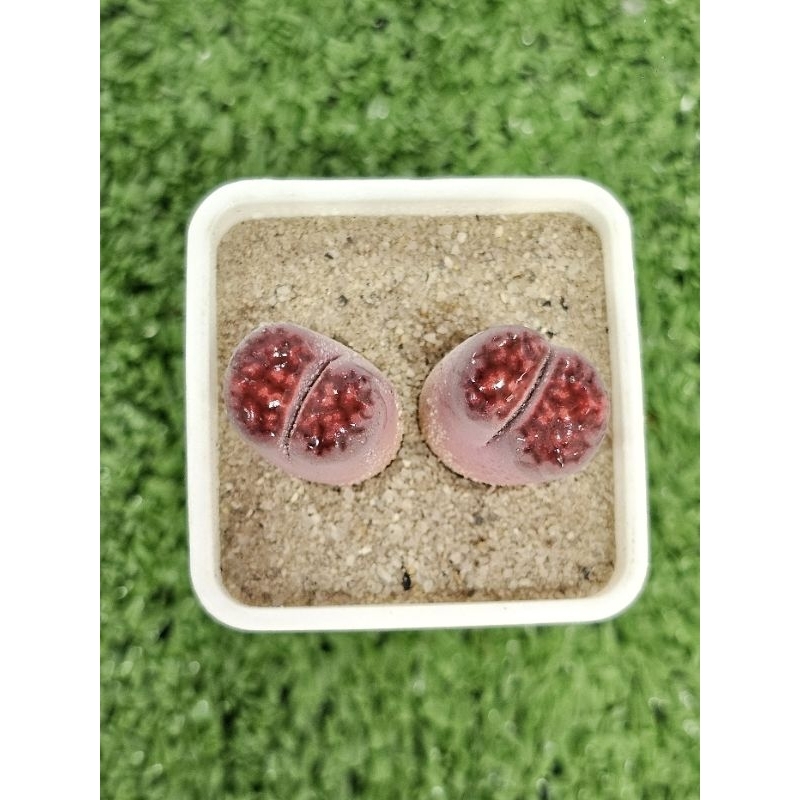 lithops rare purple karasmontana 6 years 超稀有紫花纹/石头玉/屁屁生石花 plant gift ...