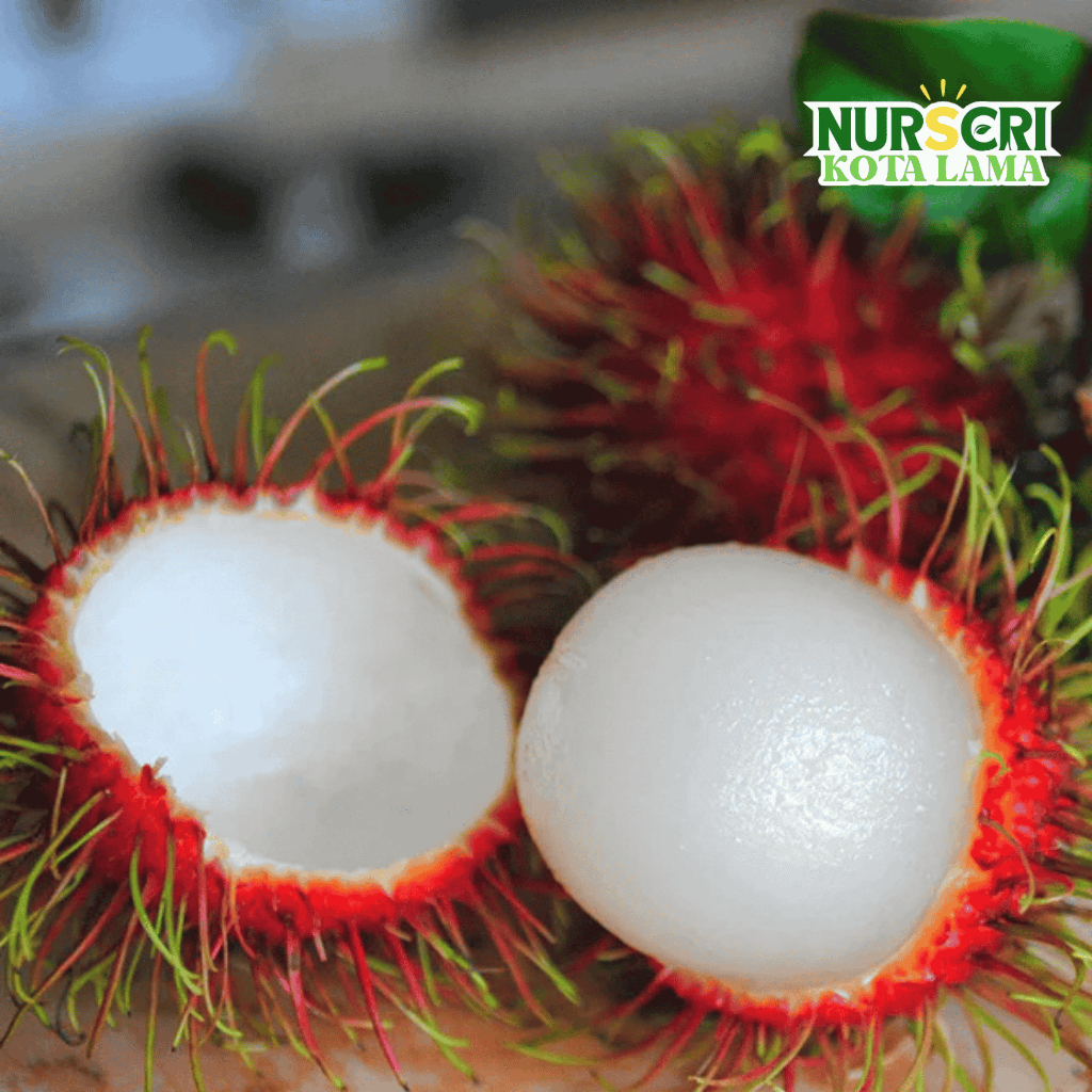 🔥HYBRID🔥 POKOK RAMBUTAN ANAK SEKOLAH (R191) / Rambutan Lekang Merah ...