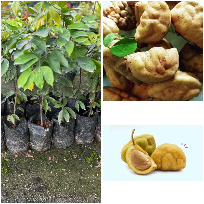 Anak pokok nam nam@katak puru | Shopee Malaysia