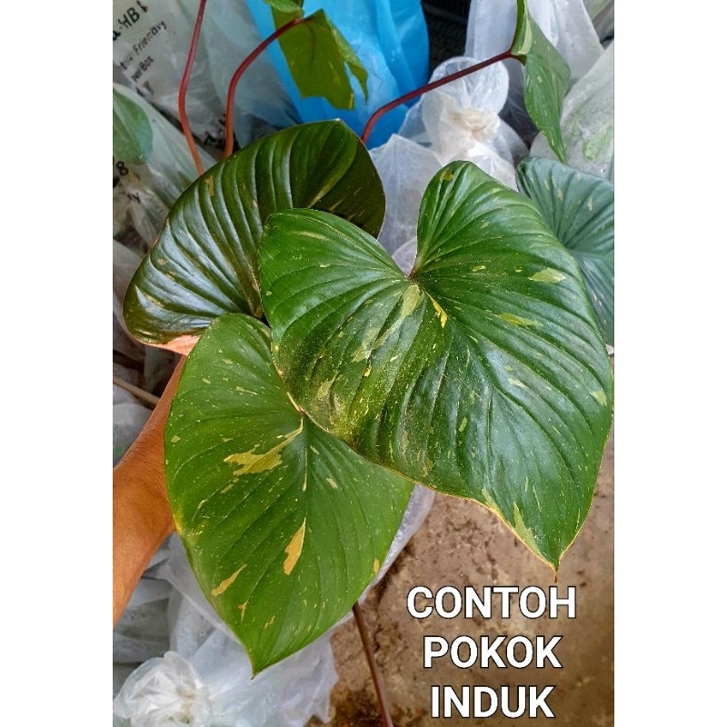 Anak Pokok Keladi Kemoyang Homalomena Thai Constellation | Shopee Malaysia