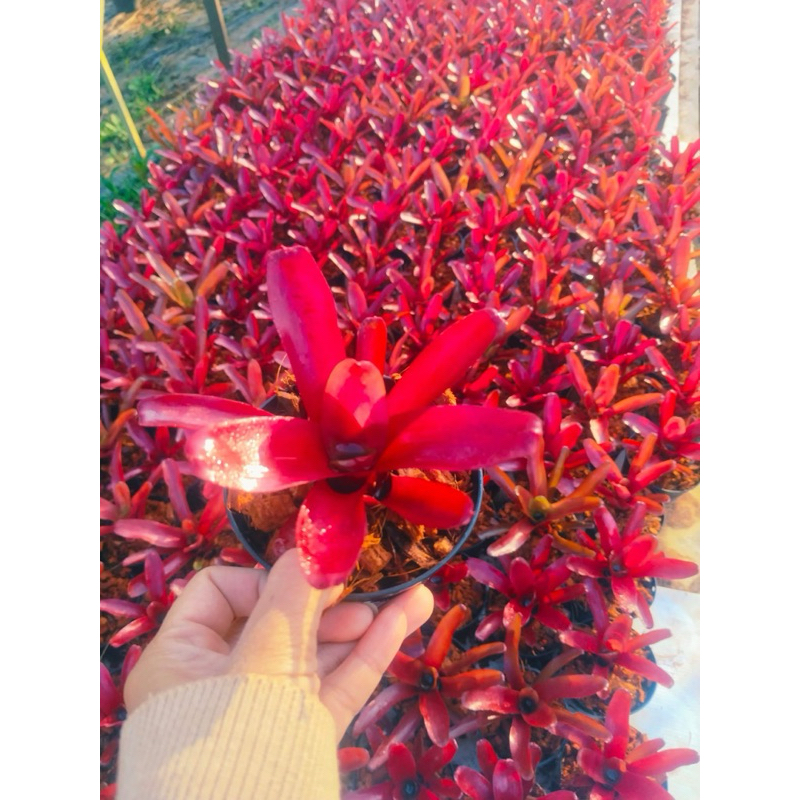 Bromeliad Fireball (mini bromeliad) | Shopee Malaysia