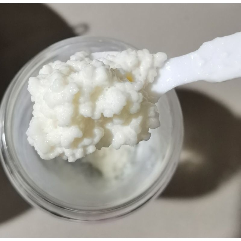 PREMIUM kefir grain probiotics Muslim fermenter ibu kefir gut health ...
