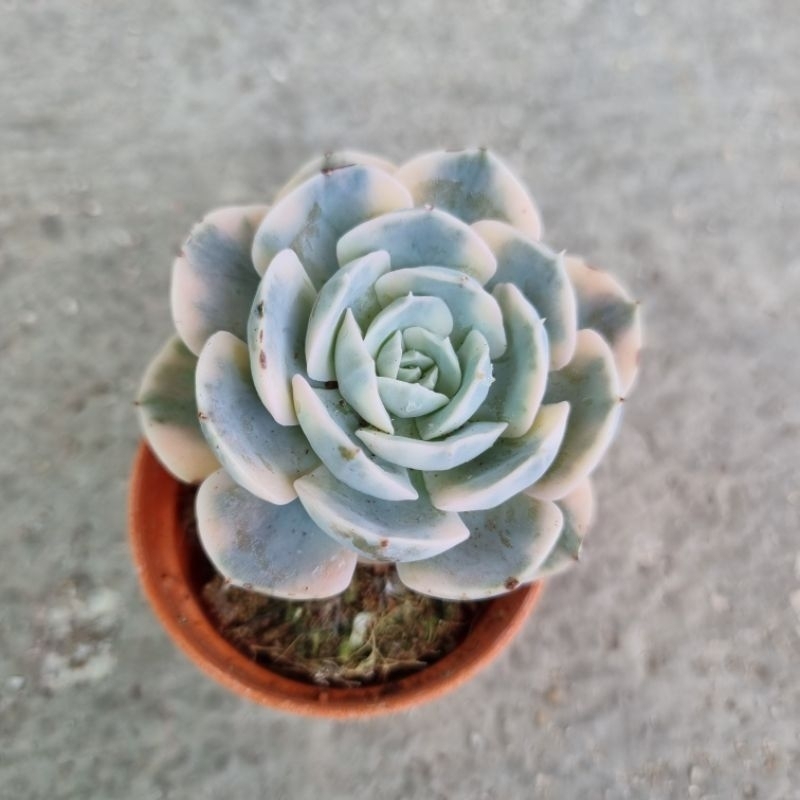 Live succulent plant echeveria ruyonii variegated (pot size 5cm) ready stock 多肉植物 鲁氏锦 | Shopee ...