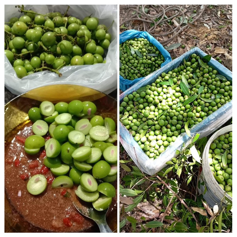 Buah kemior / kundang kampung | SETAR KG MUDA | BUAH KUNDANG MUDA ...