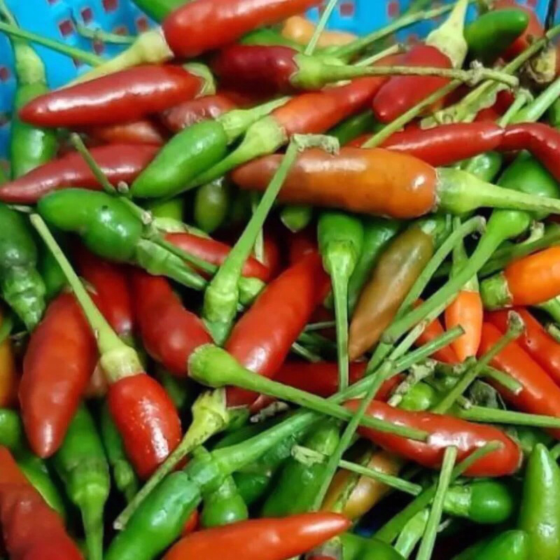 LADA KAMPUNG SEGAR PEDAS | CILI FRESH | Cili Padi Kampung | CABAI ...