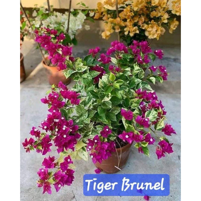 Bunga Kertas ID Tiger Brunei | Shopee Malaysia