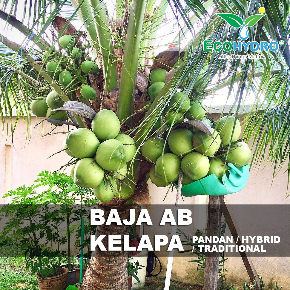 Baja Kelapa Pandan Hybrid Traditional Coconut Tree Fertilizer fertigasi ...