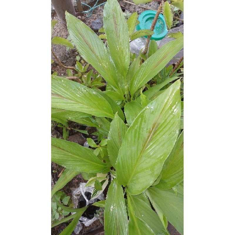 Anak pokok temu pauh/ pokok temu mangga | Shopee Malaysia
