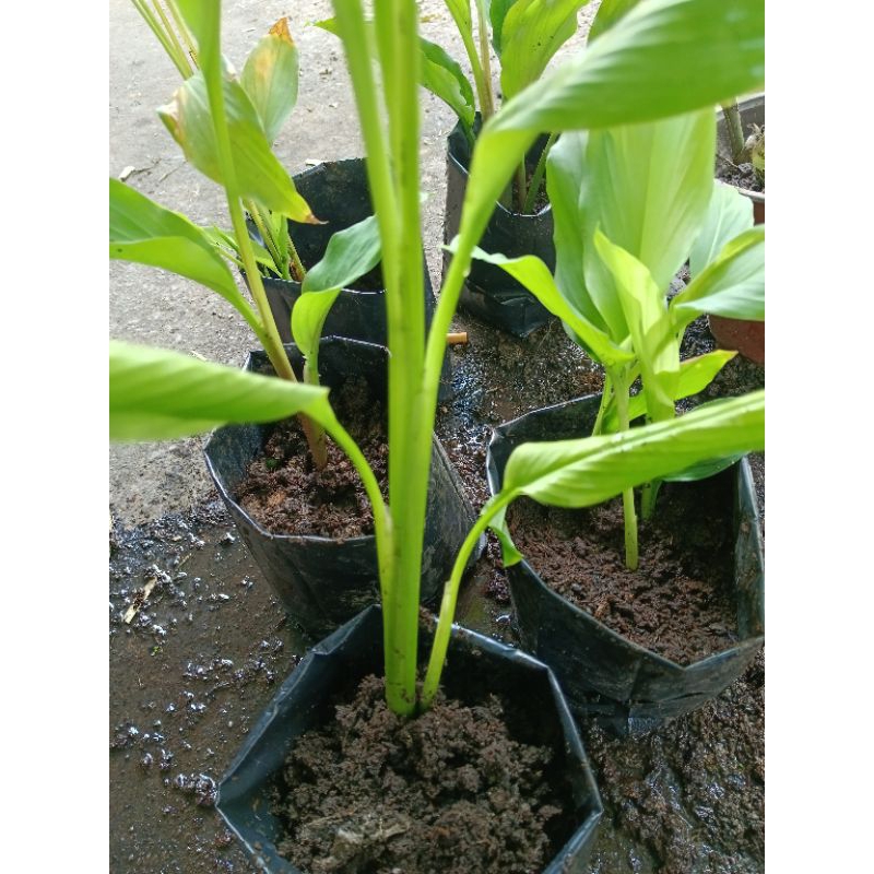 POKOK TEMU PAUH/MANGGA HERBA ( berpolibeg ) | Shopee Malaysia