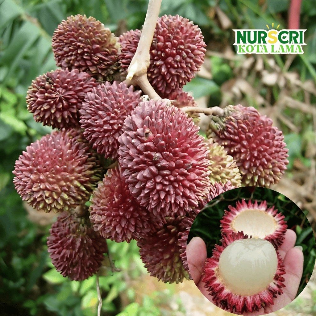 🔥HYBRID🔥POKOK PULASAN / Pulasan Tree / Maritam / Kapulasan / Kafri ...
