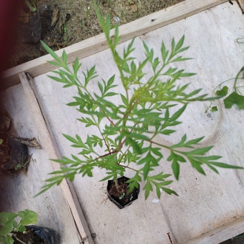 pokok ULAM RAJA dalam polibeg / Benih ULAM raja | Shopee Malaysia