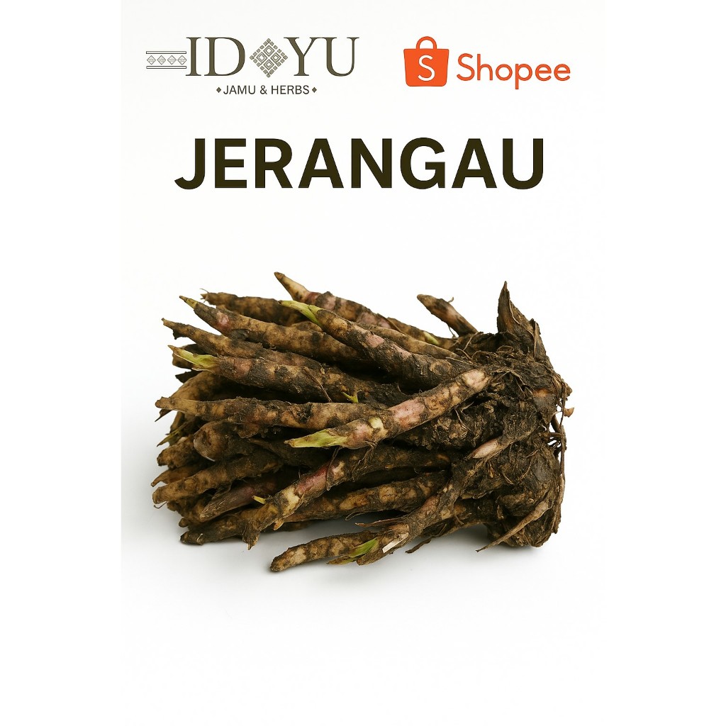 Jerangau Herba Tradisional - 1kg (Ready Stock) | Shopee Malaysia